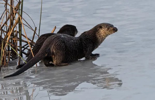 Odder på afveje - Nationalpark Kongernes Nordsjælland